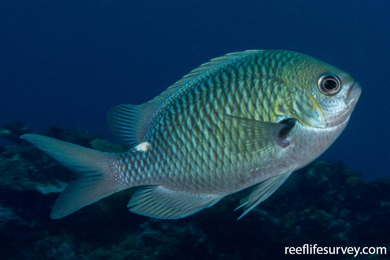 Chromis hypsilepis - One-spot Puller | ReefLifeSurvey.com