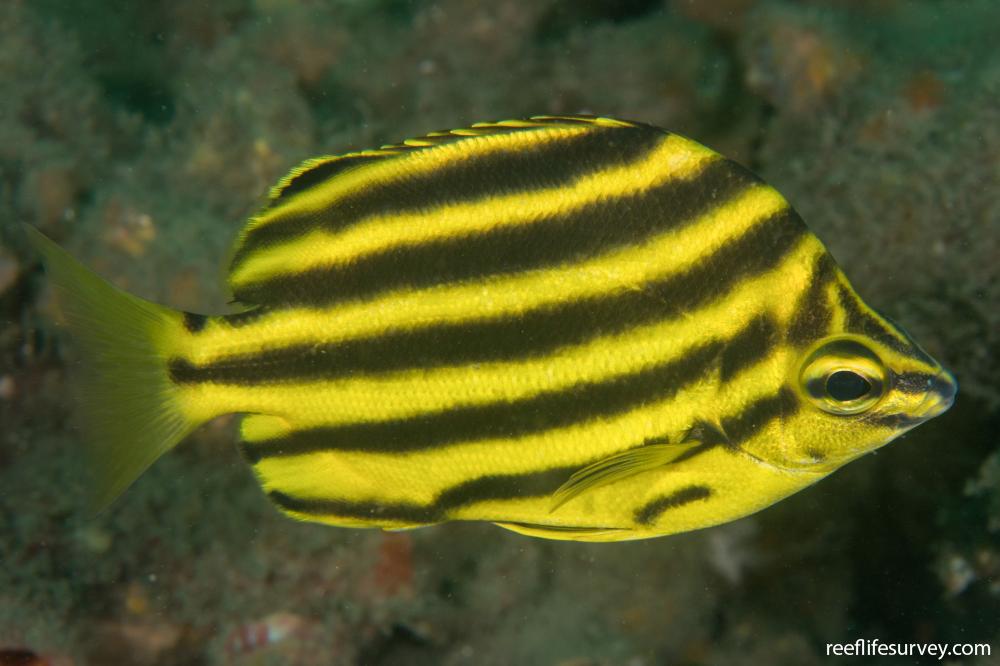 Microcanthus strigatus - Stripey | ReefLifeSurvey.com