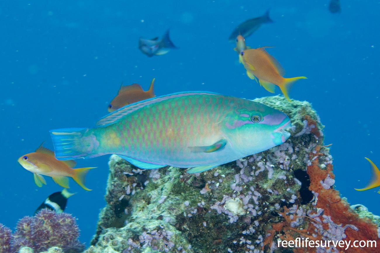 Chlorurus sordidus - Daisy Parrotfish | ReefLifeSurvey.com