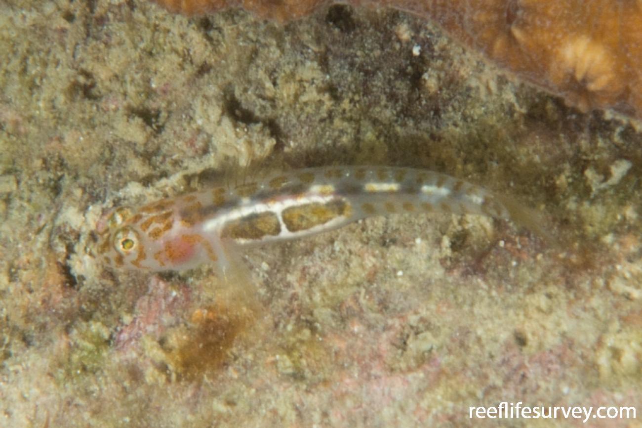 Elacatinus saucrus - Leopard Goby | ReefLifeSurvey.com