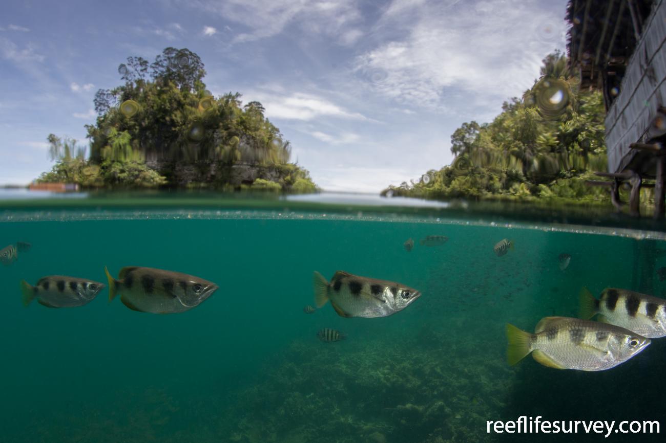Toxotes jaculatrix - Banded Archerfish | ReefLifeSurvey.com