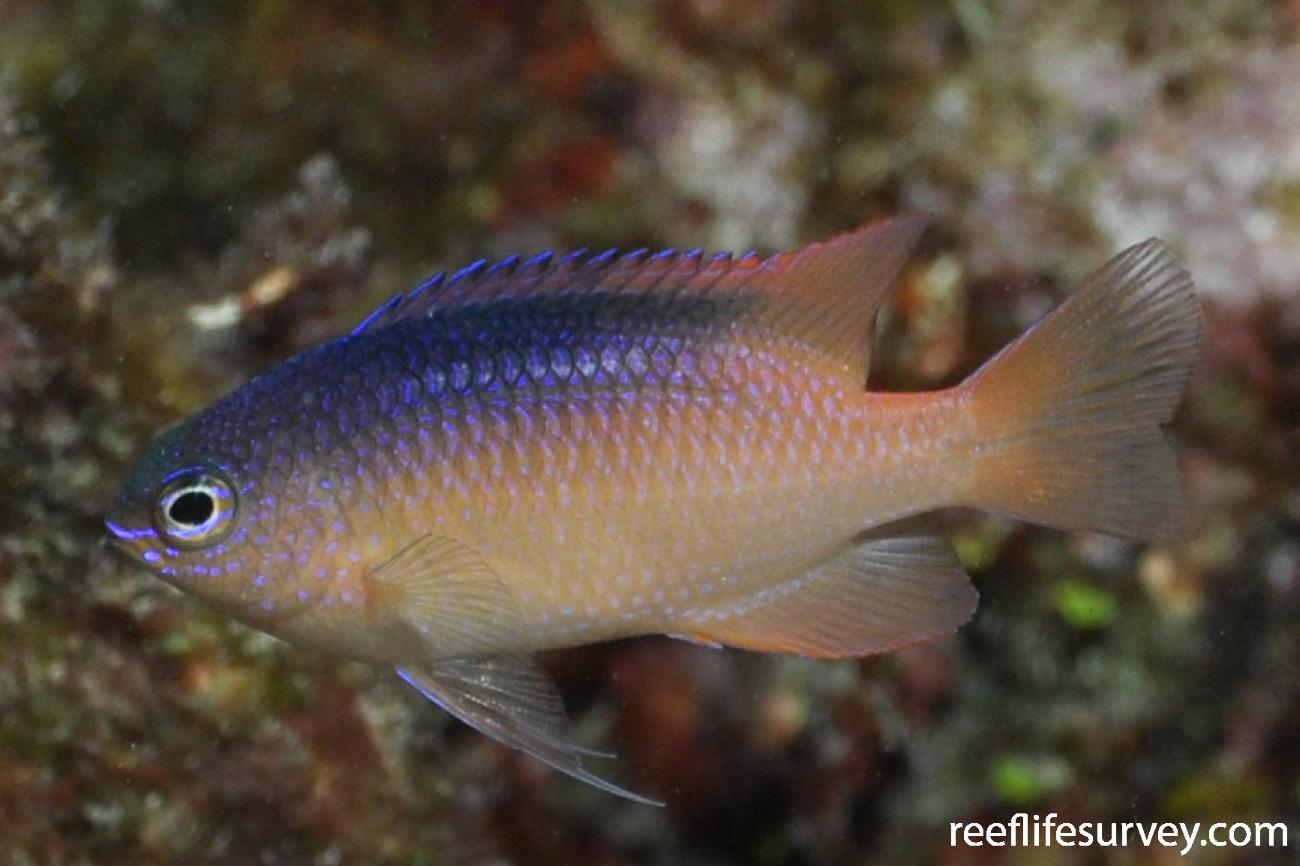 Chrysiptera caesifrons - | ReefLifeSurvey.com