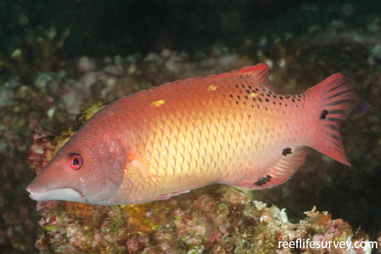 Bodianus dictynna - Redfin Hogfish | ReefLifeSurvey.com