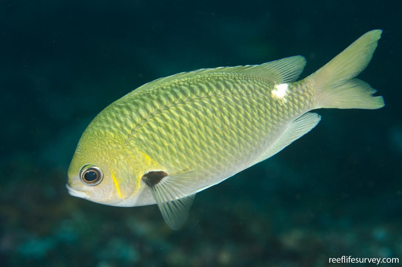 Chromis hypsilepis - One-spot Puller | ReefLifeSurvey.com