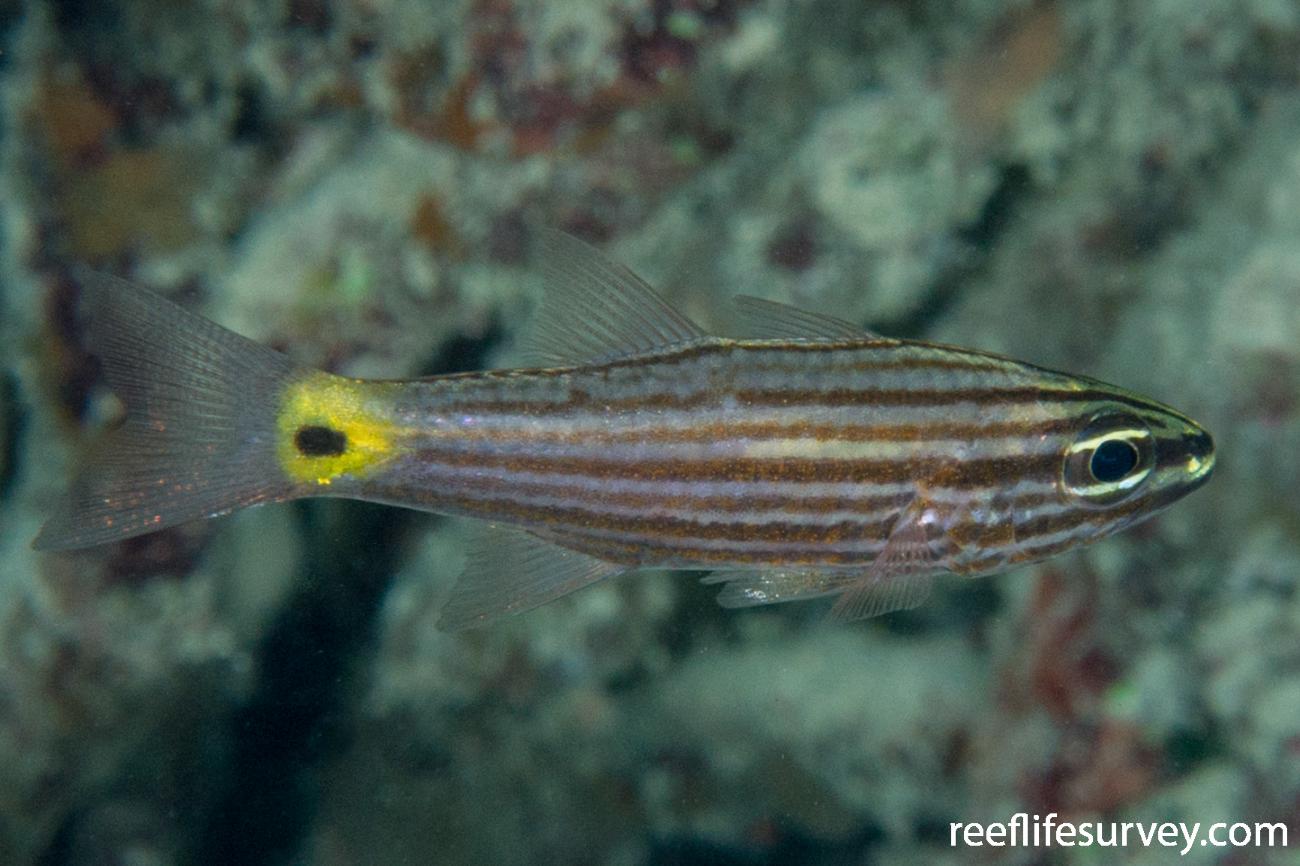 Cheilodipterus artus - Wolf Cardinalfish | ReefLifeSurvey.com