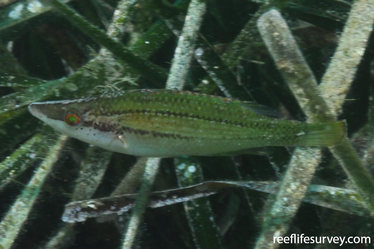Symphodus rostratus - Pointed-snout Wrasse | ReefLifeSurvey.com
