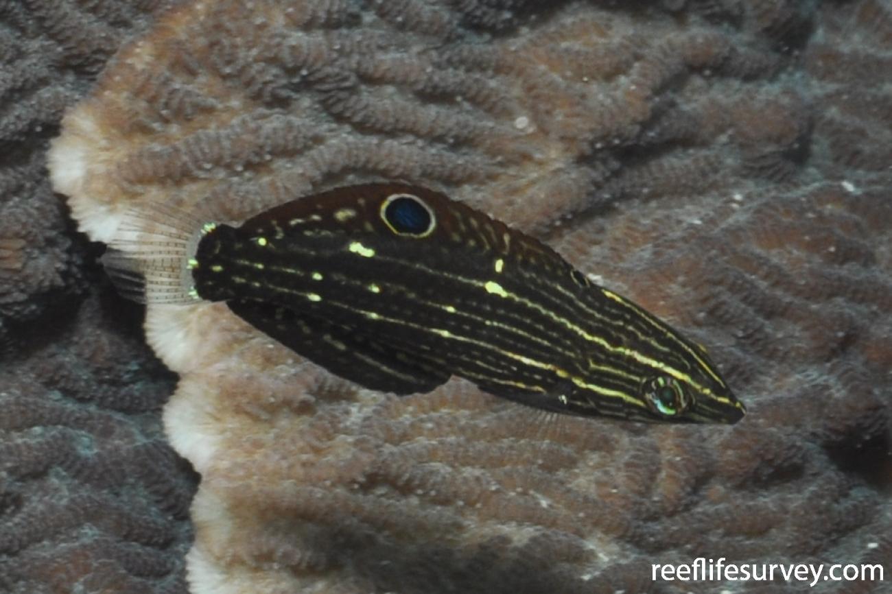 Halichoeres marginatus - Dusky Wrasse | ReefLifeSurvey.com