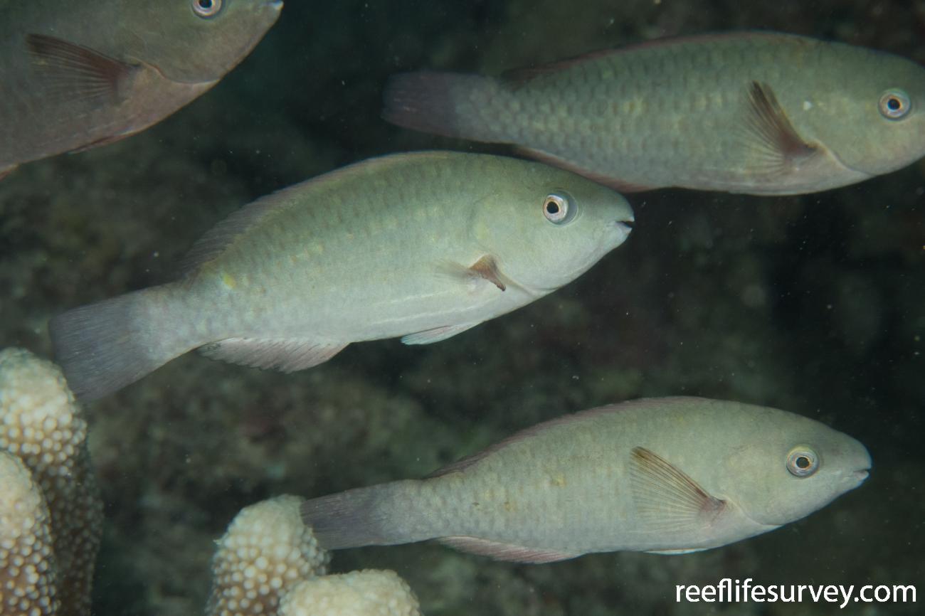 Scarus rivulatus - Surf Parrotfish | ReefLifeSurvey.com