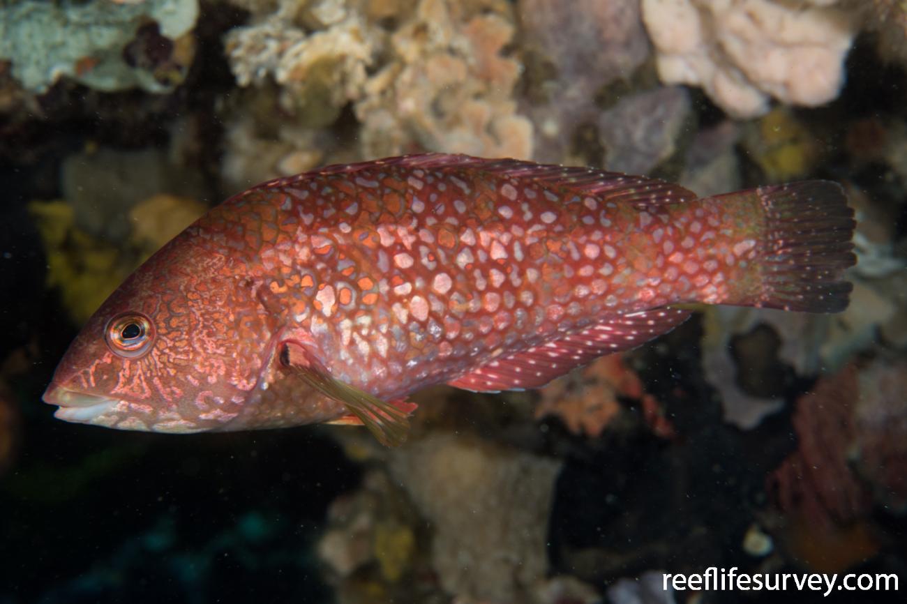 Notolabrus parilus - Brown-spotted Wrasse | ReefLifeSurvey.com