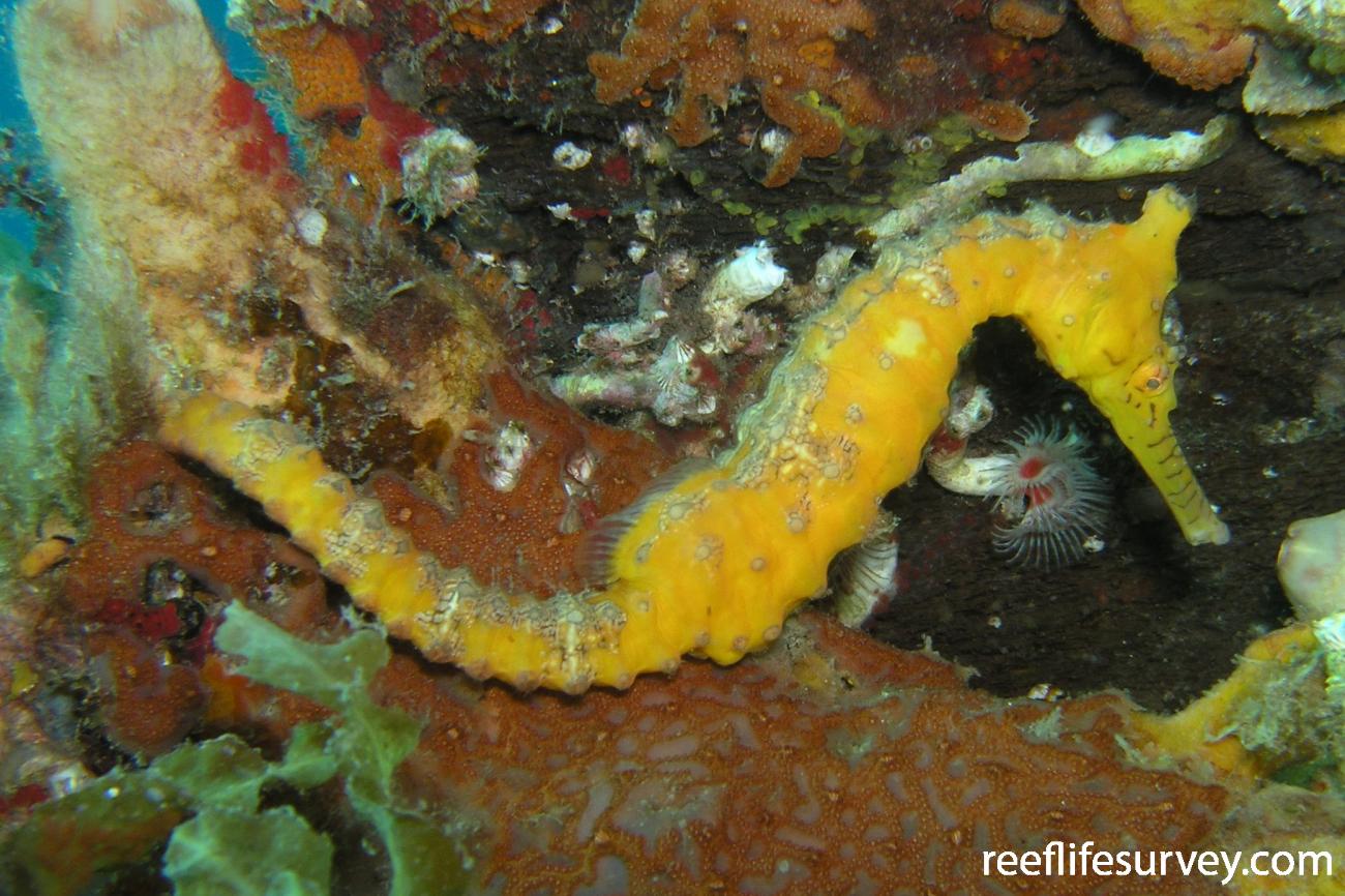 Hippocampus angustus - Western Australian Seahorse | ReefLifeSurvey.com
