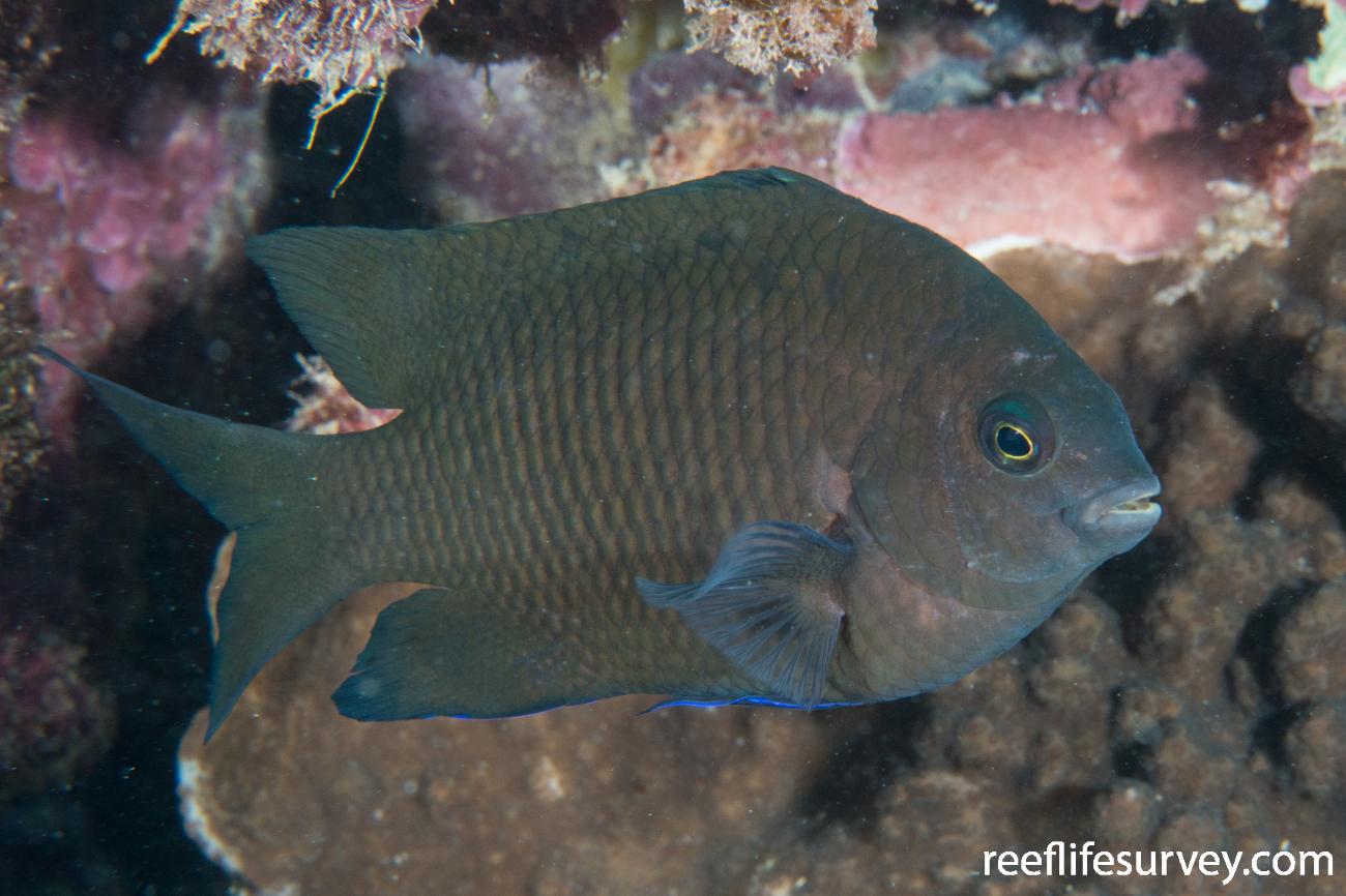 Stegastes obreptus - Western Gregory | ReefLifeSurvey.com