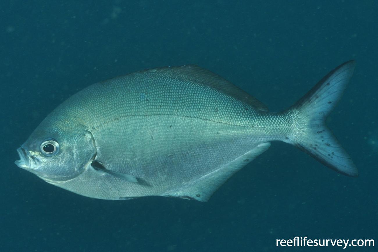 Scorpis lineolata - Silver Sweep | ReefLifeSurvey.com