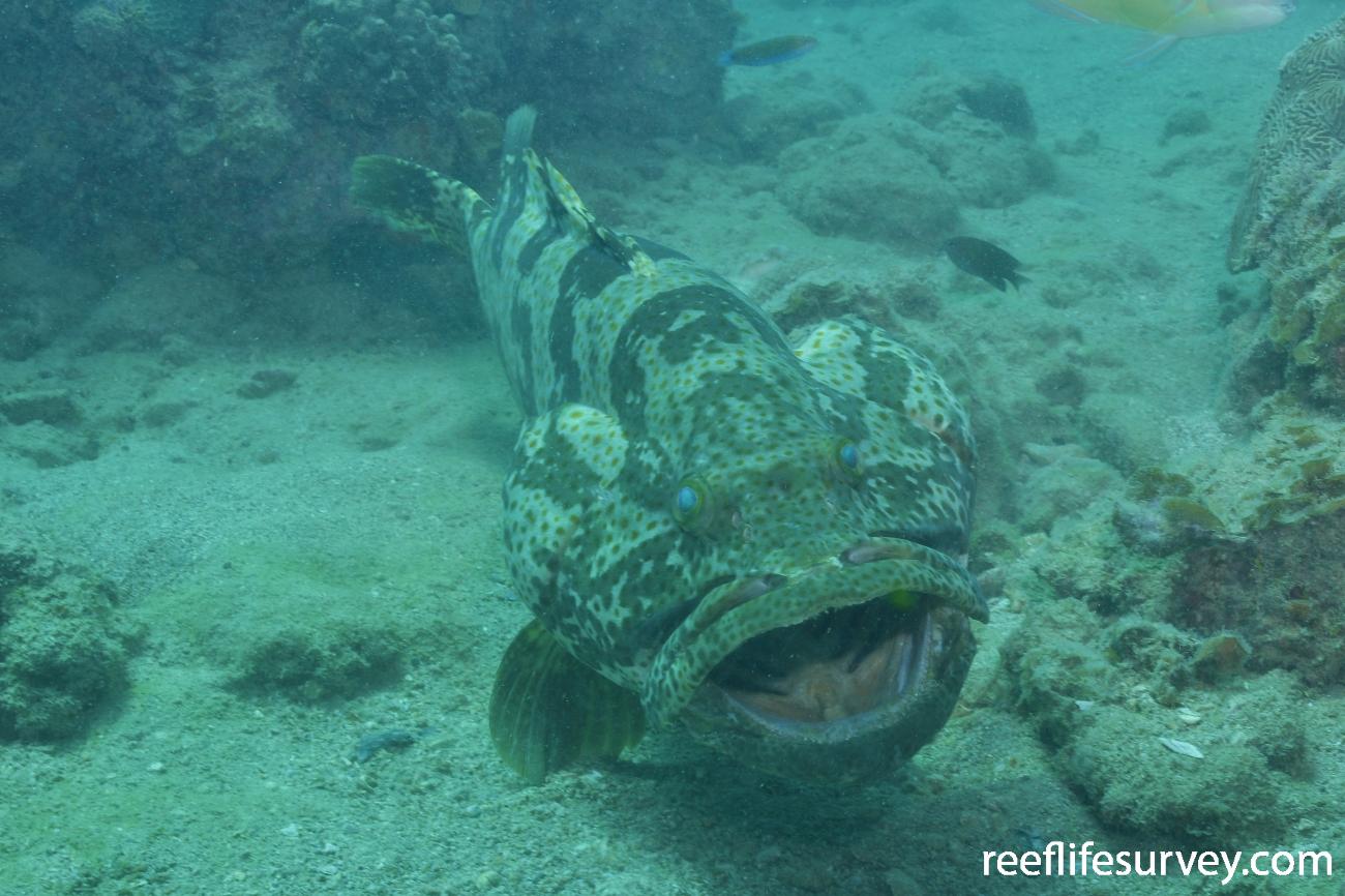 Epinephelus coioides - Gold-spotted Rockcod | ReefLifeSurvey.com