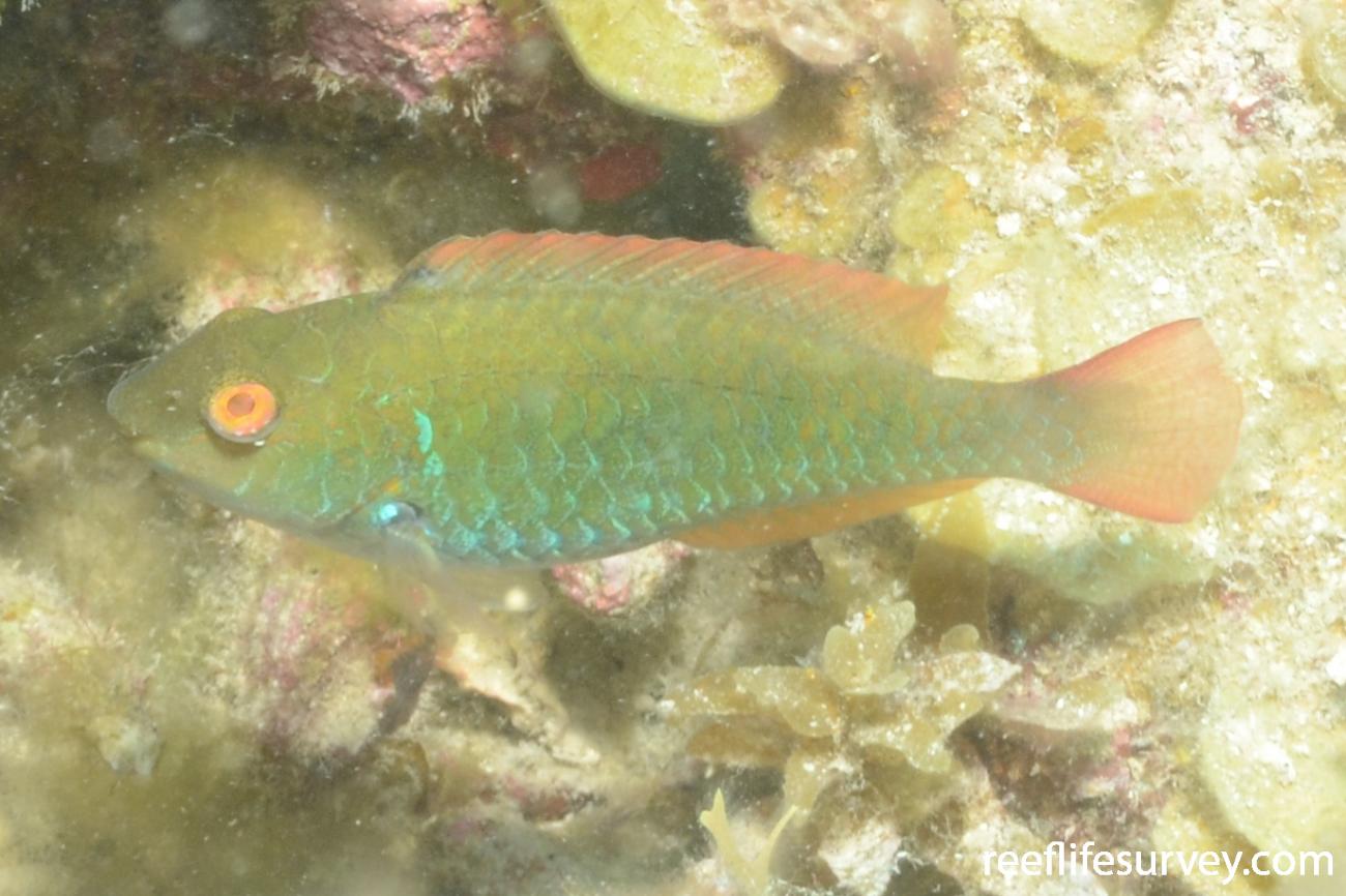 Sparisoma atomarium - Greenblotch Parrotfish | ReefLifeSurvey.com
