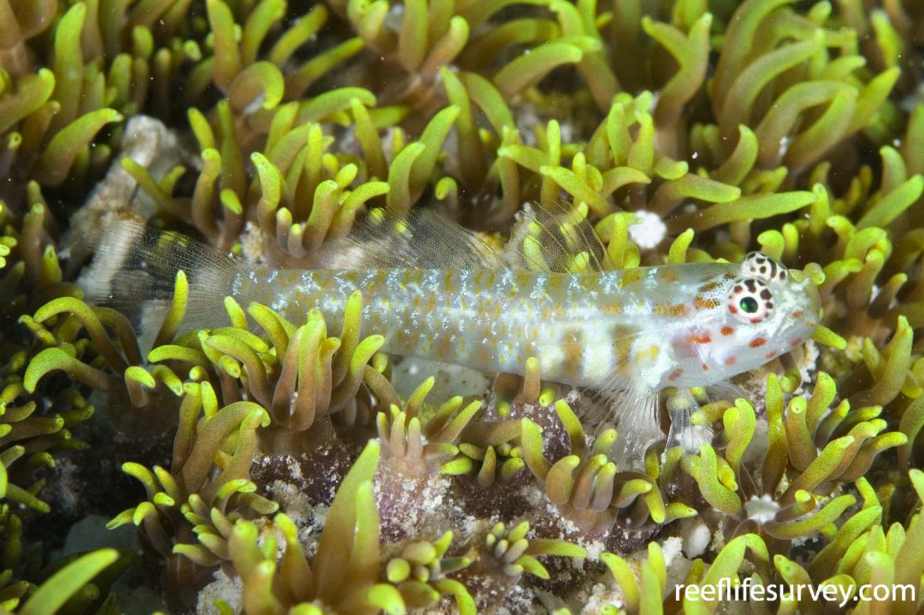 Eviota sp. [green] - | ReefLifeSurvey.com