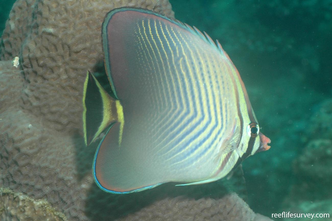 Chaetodon triangulum - Herringbone Butterflyfish | ReefLifeSurvey.com