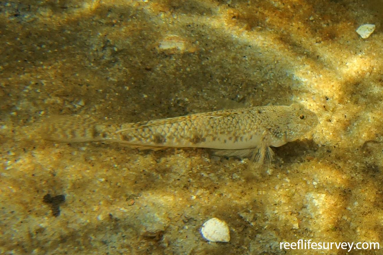 Favonigobius lateralis - Long-finned Goby | ReefLifeSurvey.com