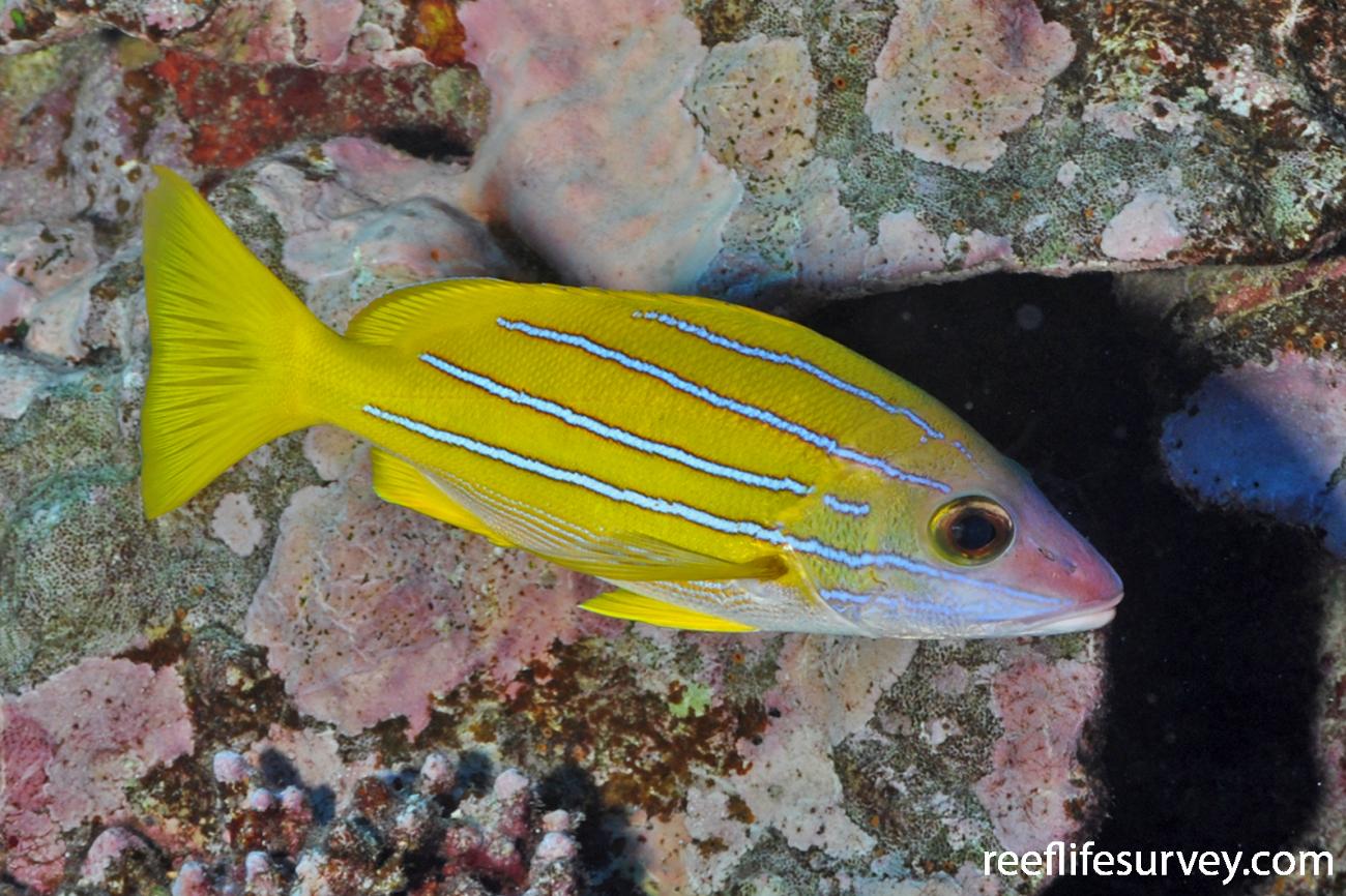 Lutjanus kasmira - Blue-stripe Snapper | ReefLifeSurvey.com
