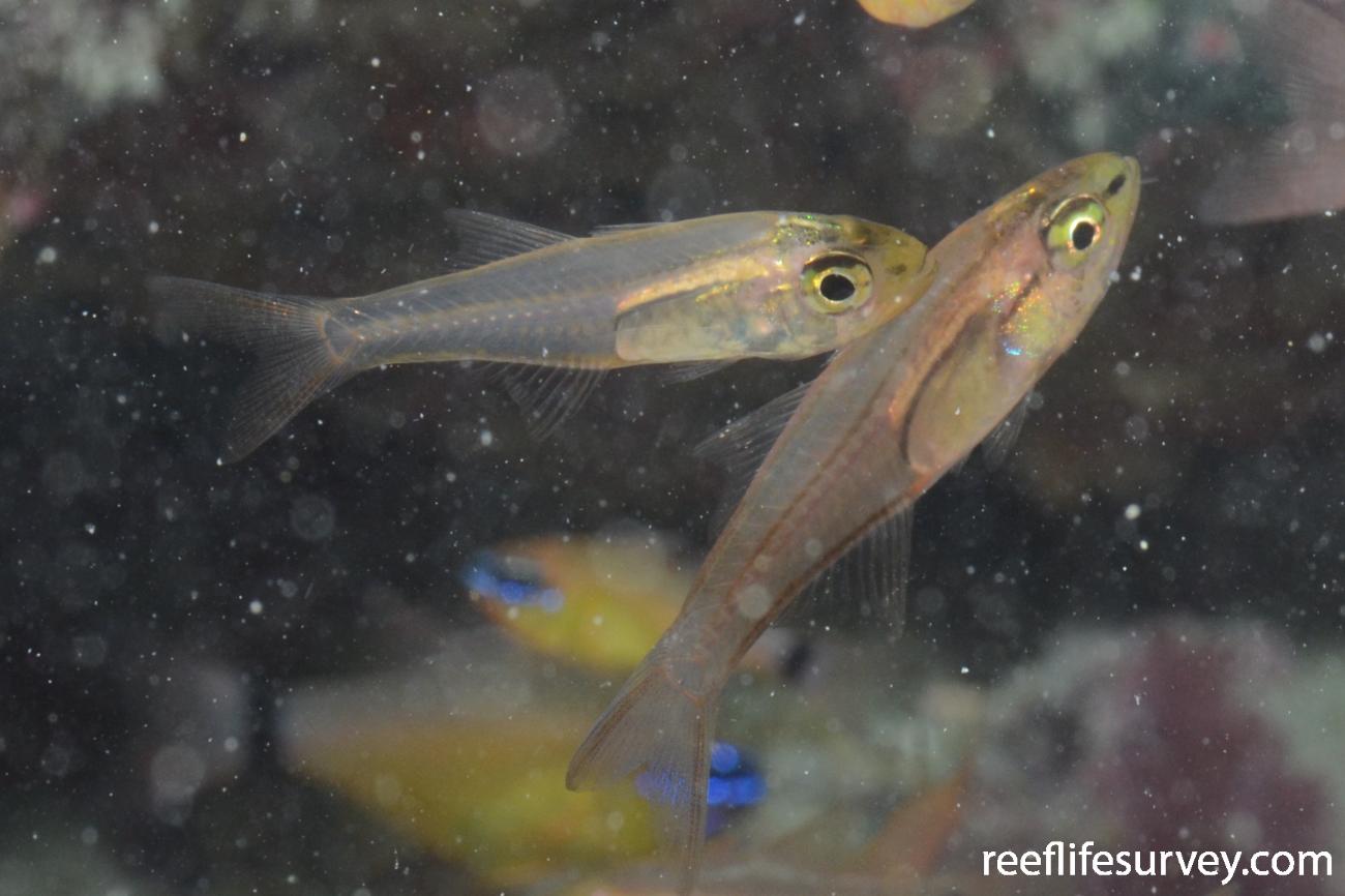Rhabdamia cypselurus - Schooling Cardinalfish | ReefLifeSurvey.com