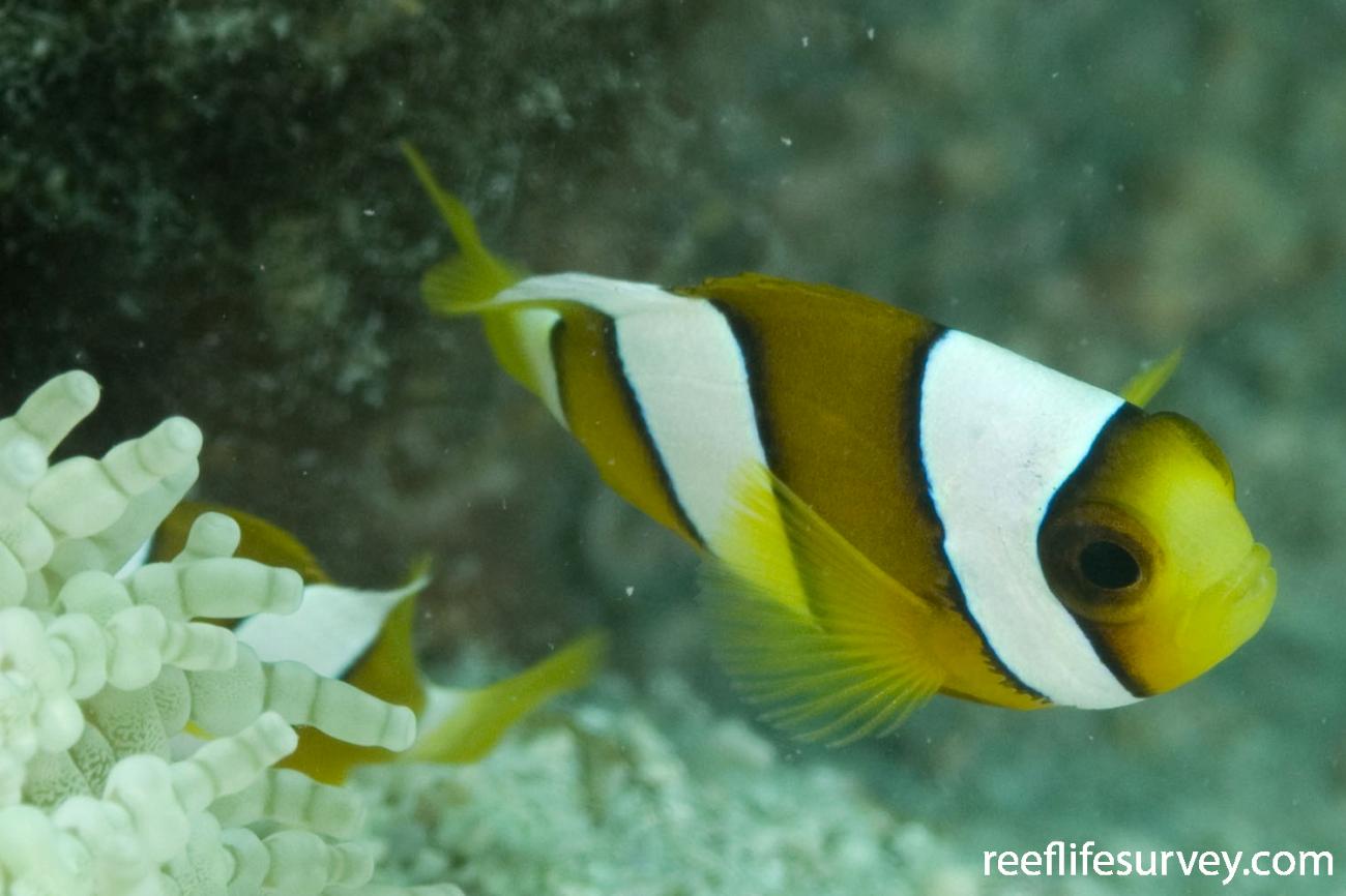 Amphiprion clarkii - Clarks Anemonefish | ReefLifeSurvey.com