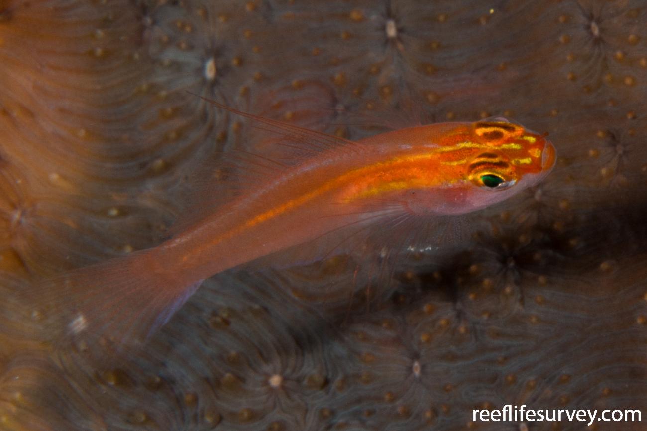 Eviota atriventris - Neon Eviota | ReefLifeSurvey.com