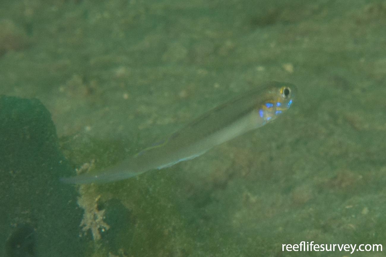 Microgobius microlepis - | ReefLifeSurvey.com