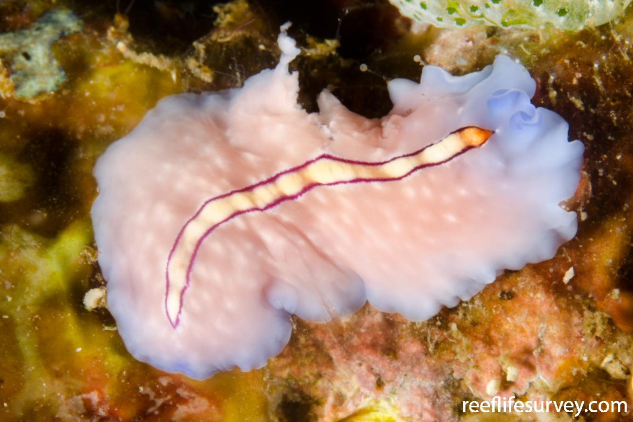 Pseudoceros bifurcus - Racing Stripe Flatworm | ReefLifeSurvey.com