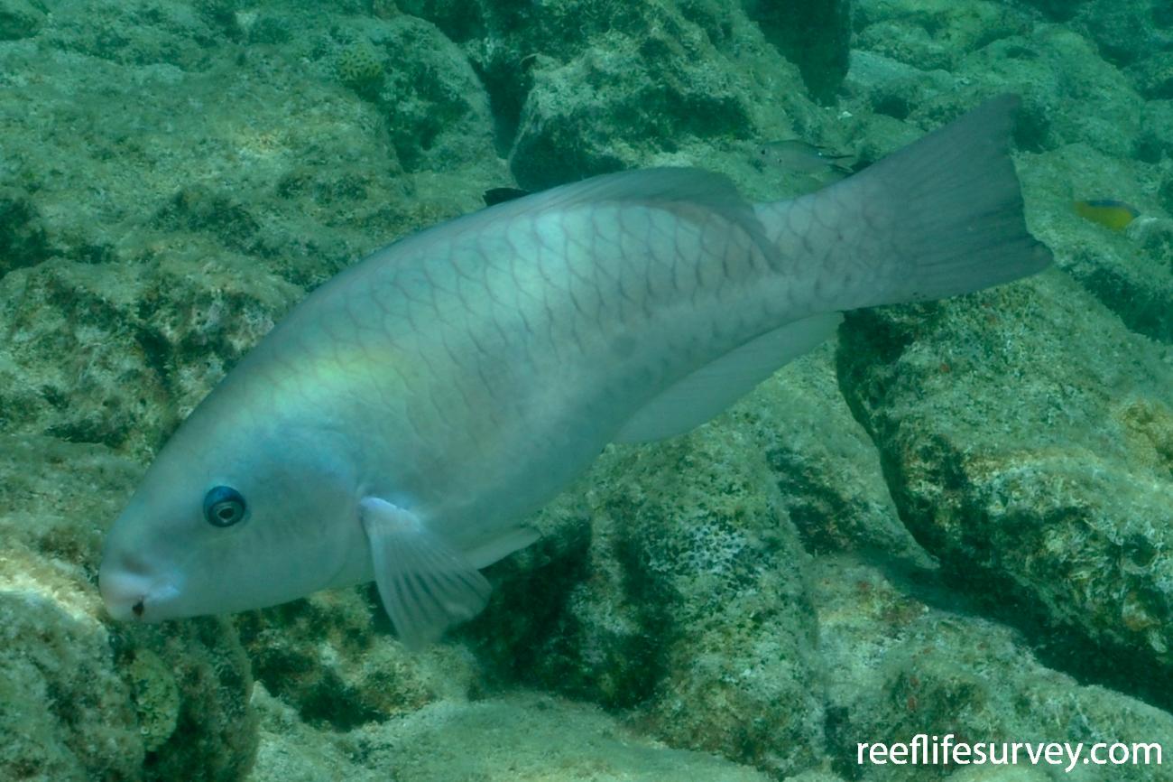 Scarus vetula - Queen Parrotfish | ReefLifeSurvey.com