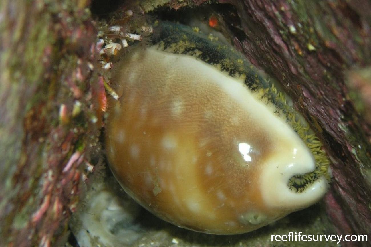 Lyncina vitellus - Pacific Deer Cowrie | ReefLifeSurvey.com