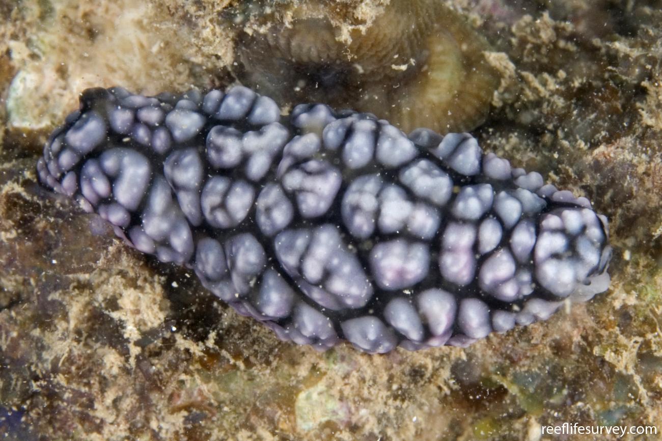 Phyllidiella pustulosa - Nudibranch | ReefLifeSurvey.com