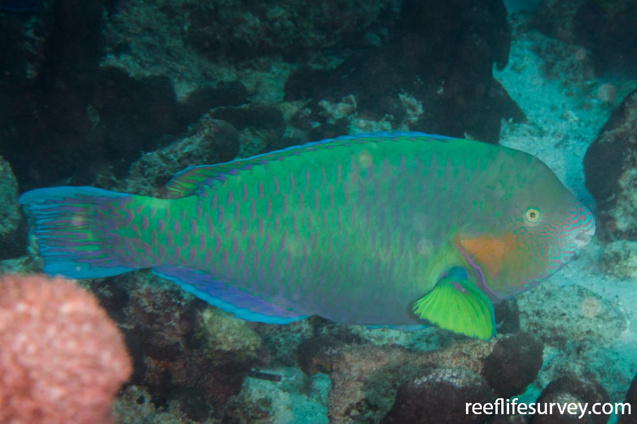 Scarus rivulatus - Surf Parrotfish | ReefLifeSurvey.com