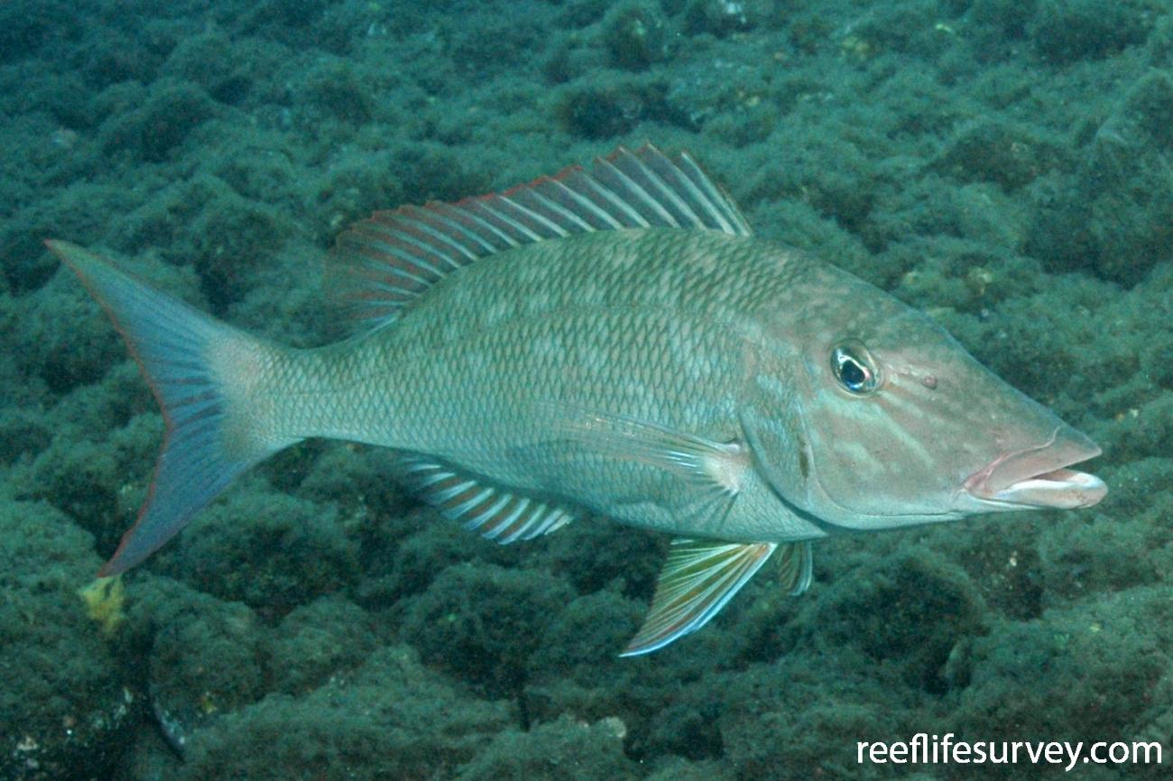 Lethrinus microdon - Small-tooth Emperor | ReefLifeSurvey.com