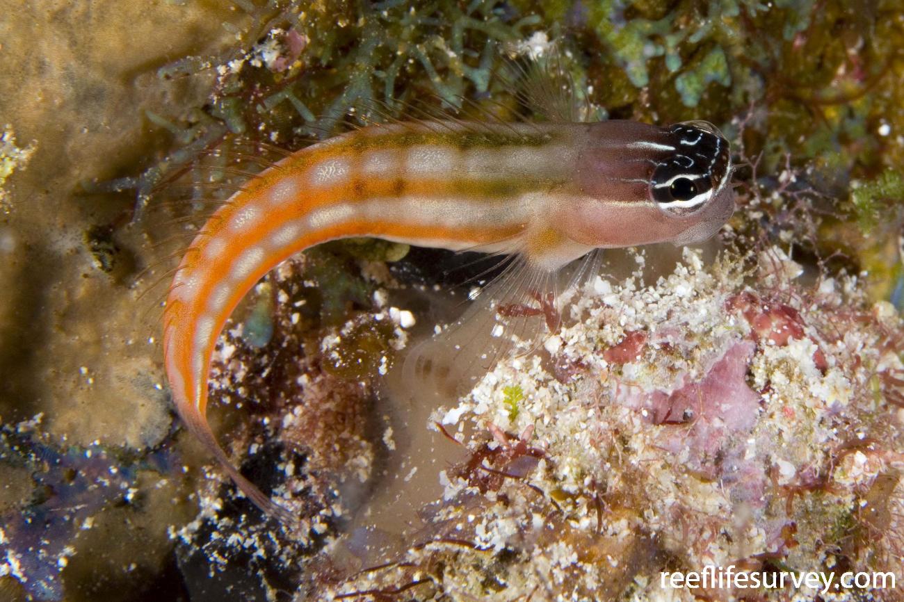 Ecsenius bathi - | ReefLifeSurvey.com