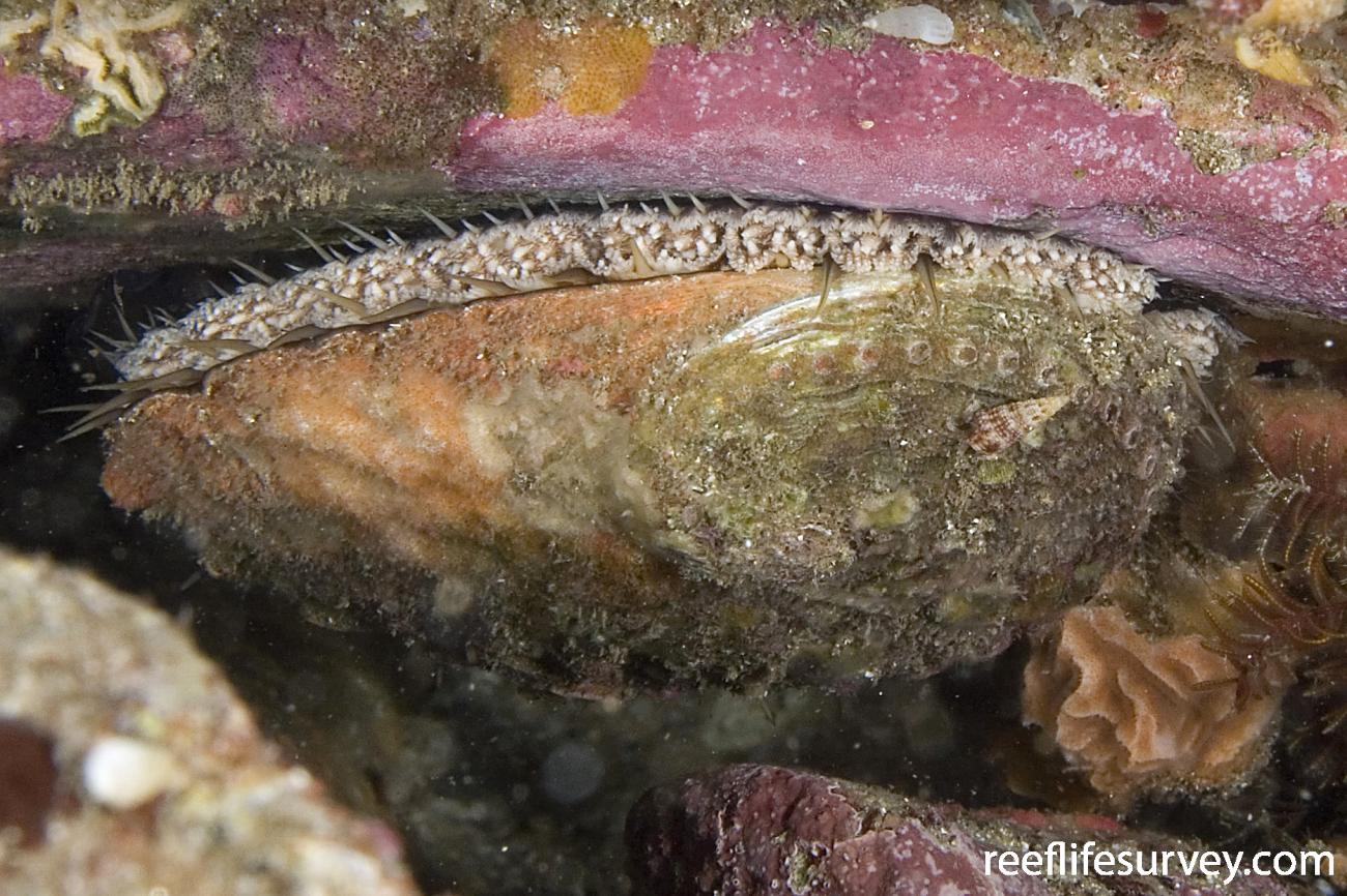 Haliotis rubra - Blacklip Abalone | ReefLifeSurvey.com