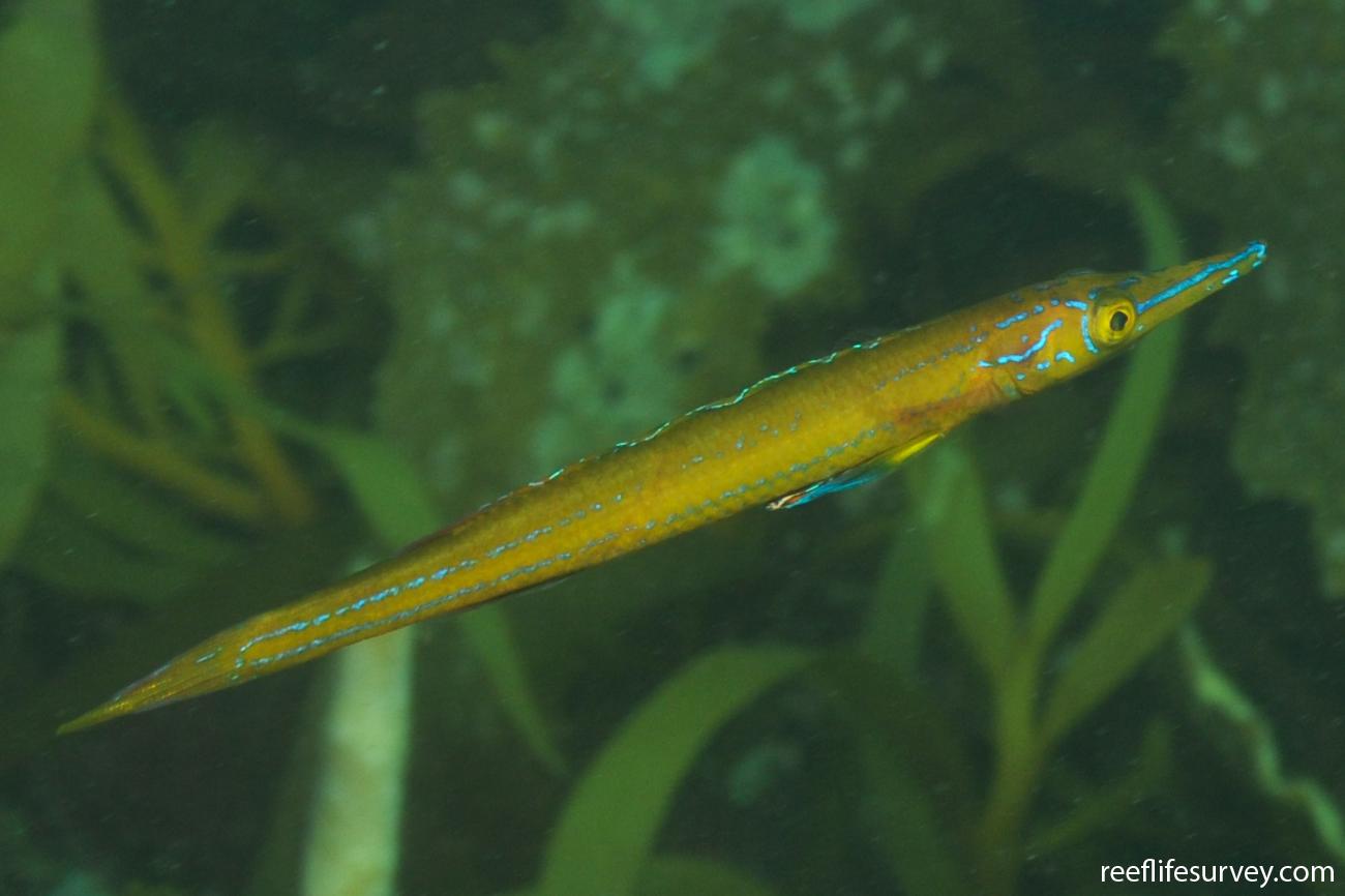Siphonognathus beddomei - Pencil Weed Whiting | ReefLifeSurvey.com