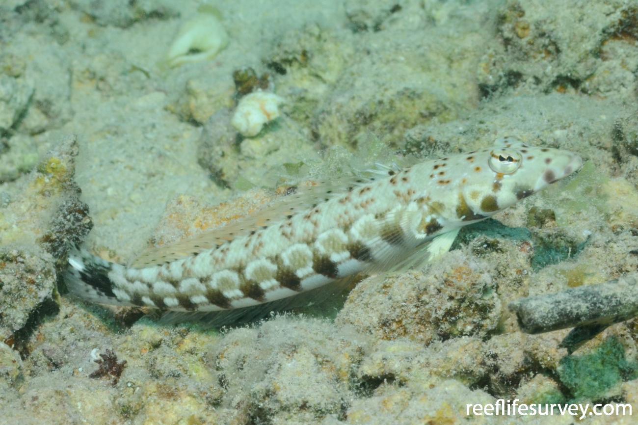 Parapercis millepunctata - Thousand Spot Grubfish | ReefLifeSurvey.com