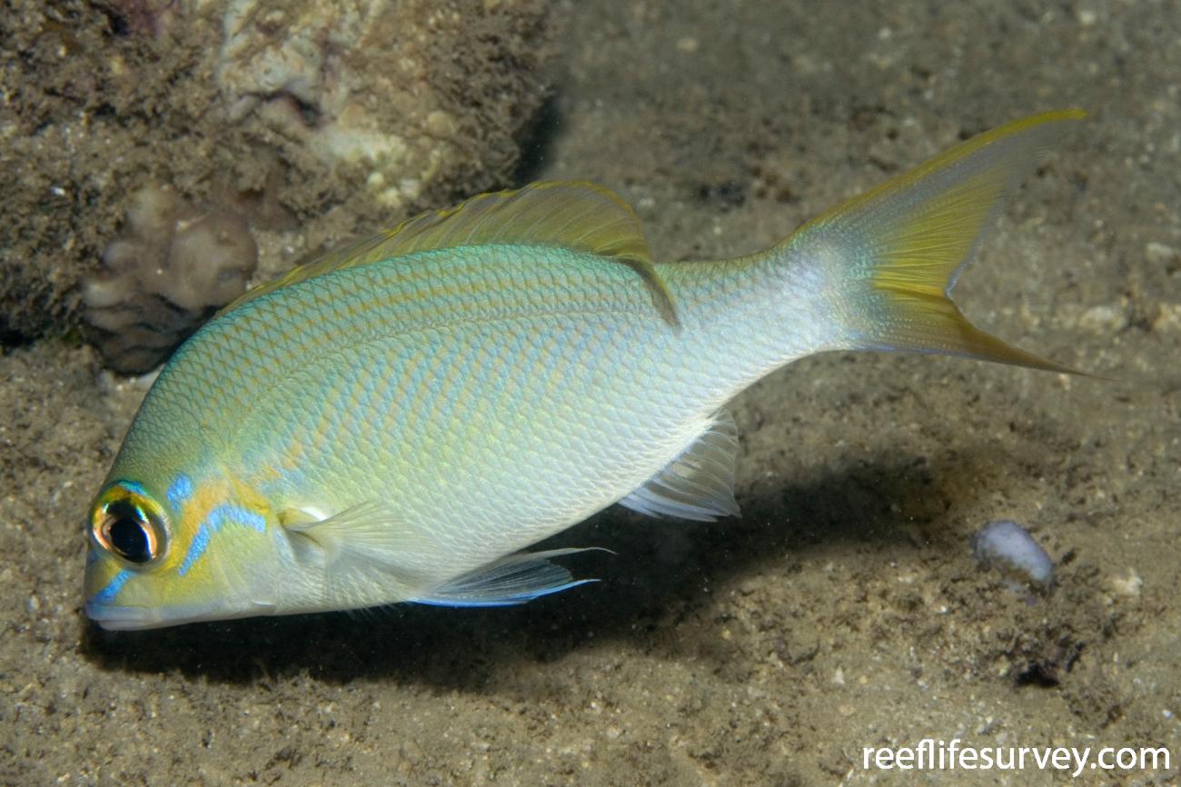 Scolopsis monogramma - Rainbow Monocle Bream | ReefLifeSurvey.com
