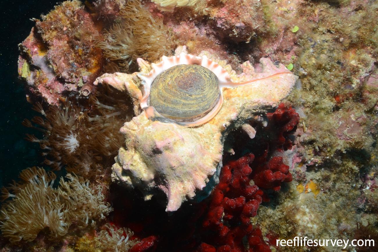 Chicoreus ramosus - Ramose Murex | ReefLifeSurvey.com
