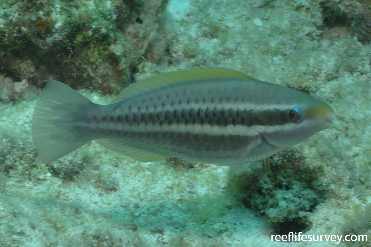 Scarus iseri - Striped Parrotfish | ReefLifeSurvey.com