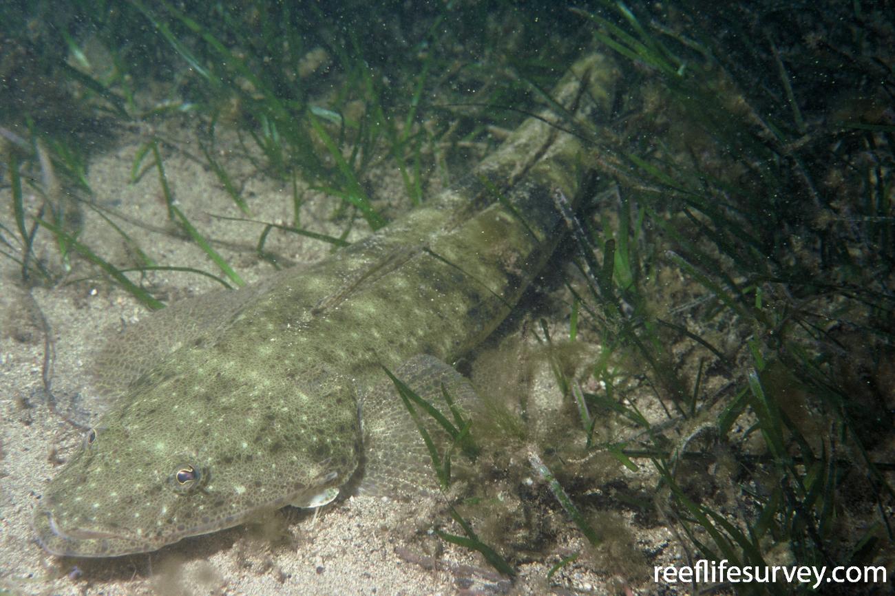 Platycephalus fuscus - Dusky Flathead | ReefLifeSurvey.com