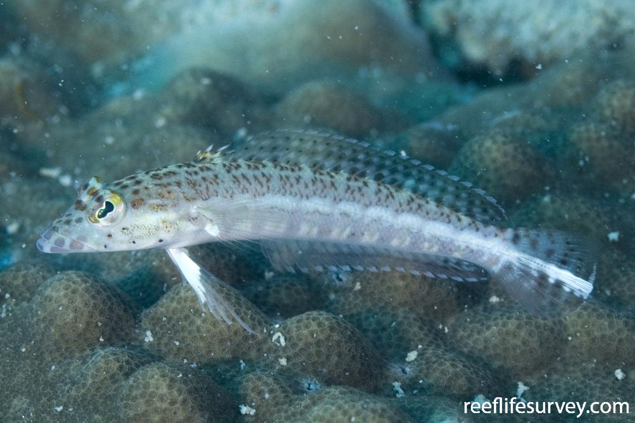 Parapercis xanthozona - Peppered Grubfish | ReefLifeSurvey.com