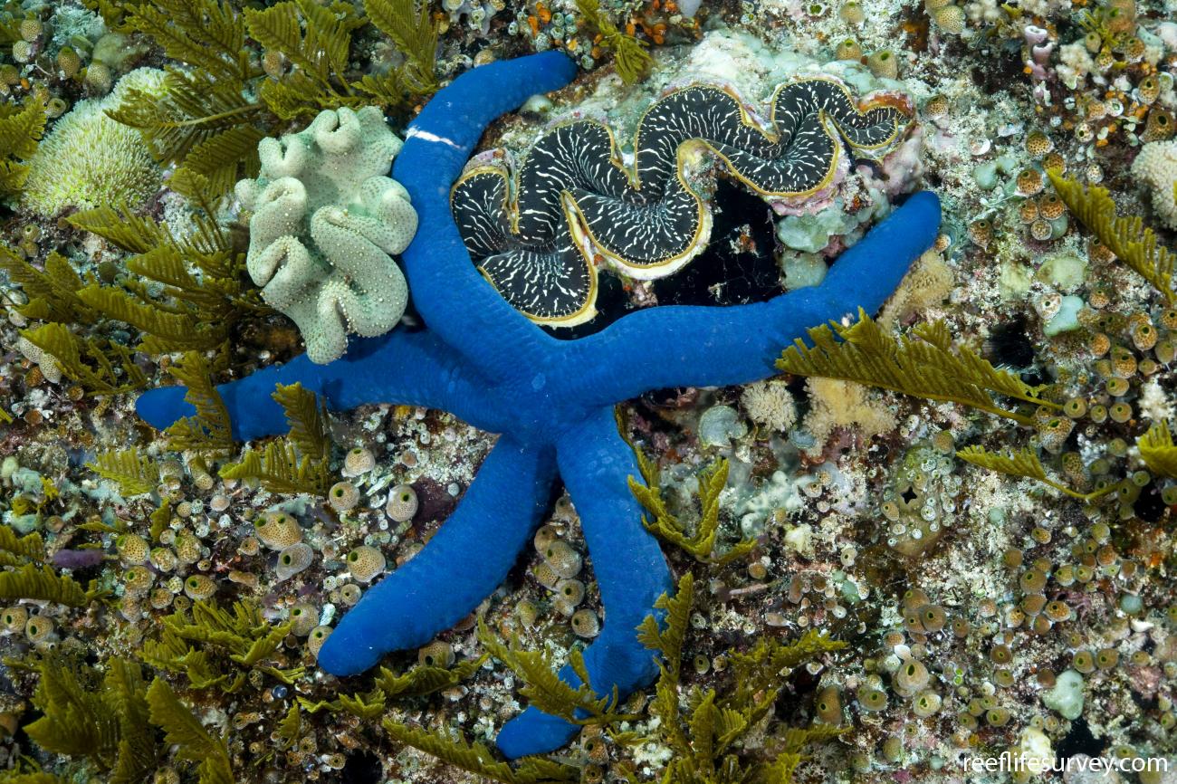 Linckia laevigata - Seastar | ReefLifeSurvey.com