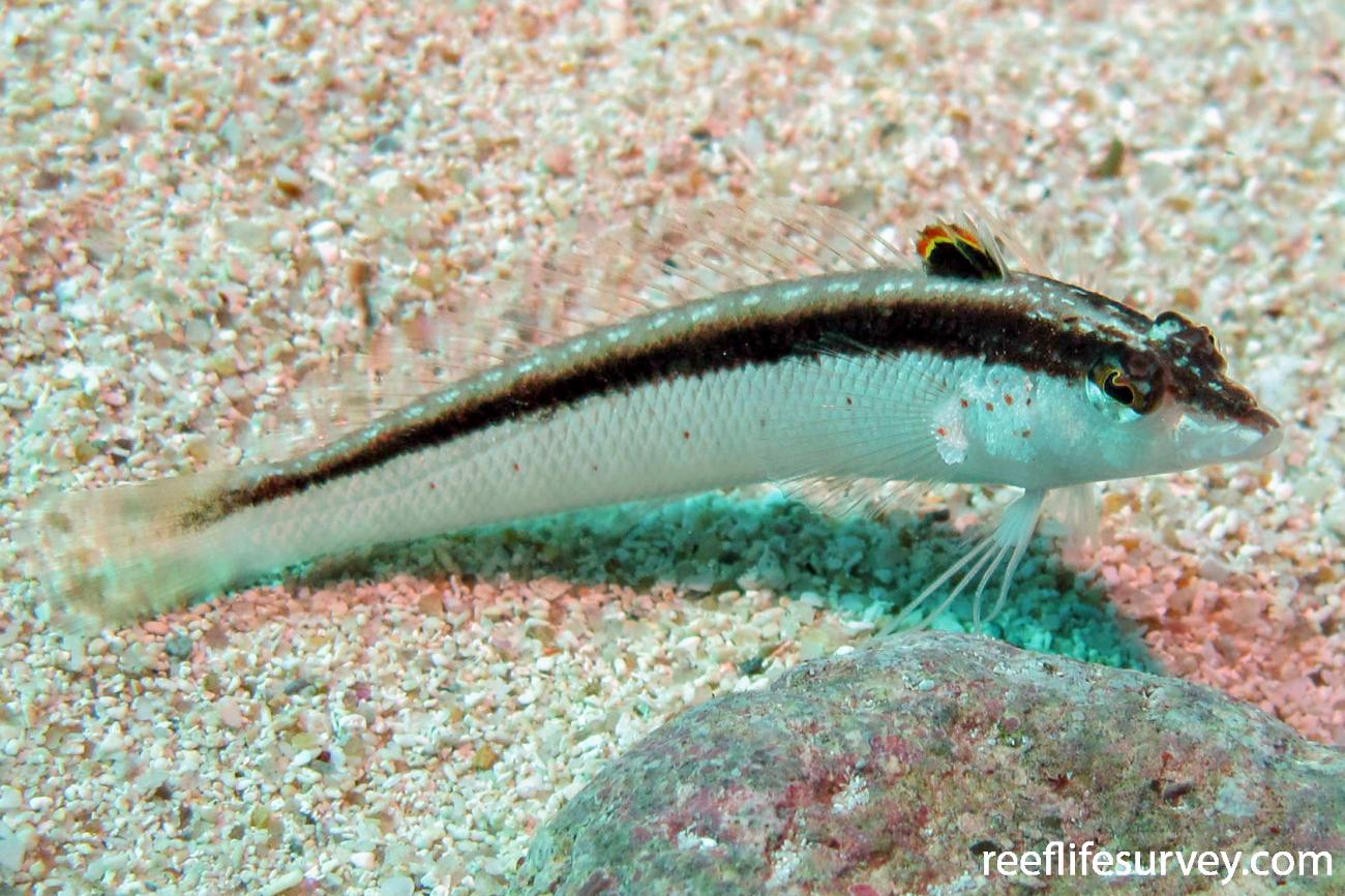 Parapercis haackei - Wavy Grubfish | ReefLifeSurvey.com