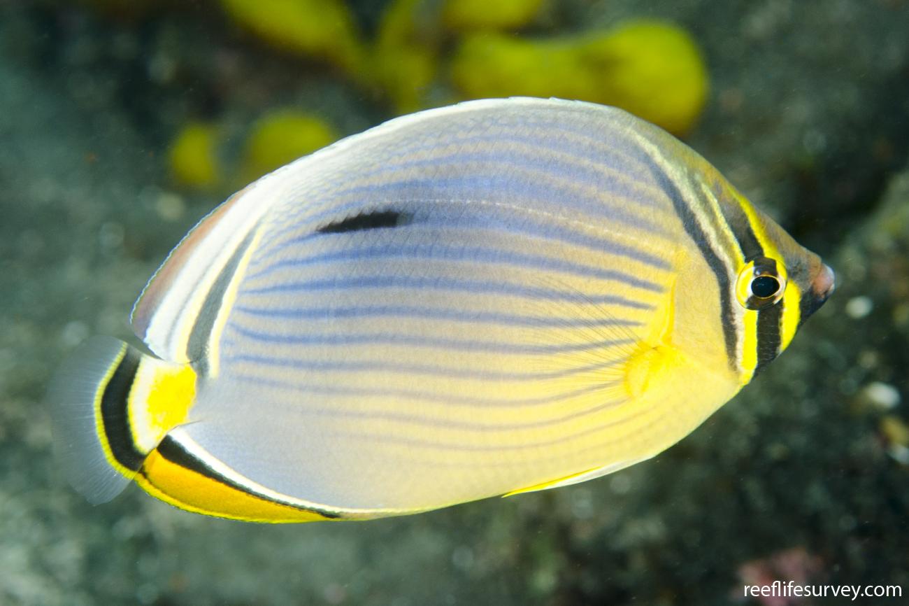 Chaetodon trifasciatus - Melon Butterflyfish | ReefLifeSurvey.com