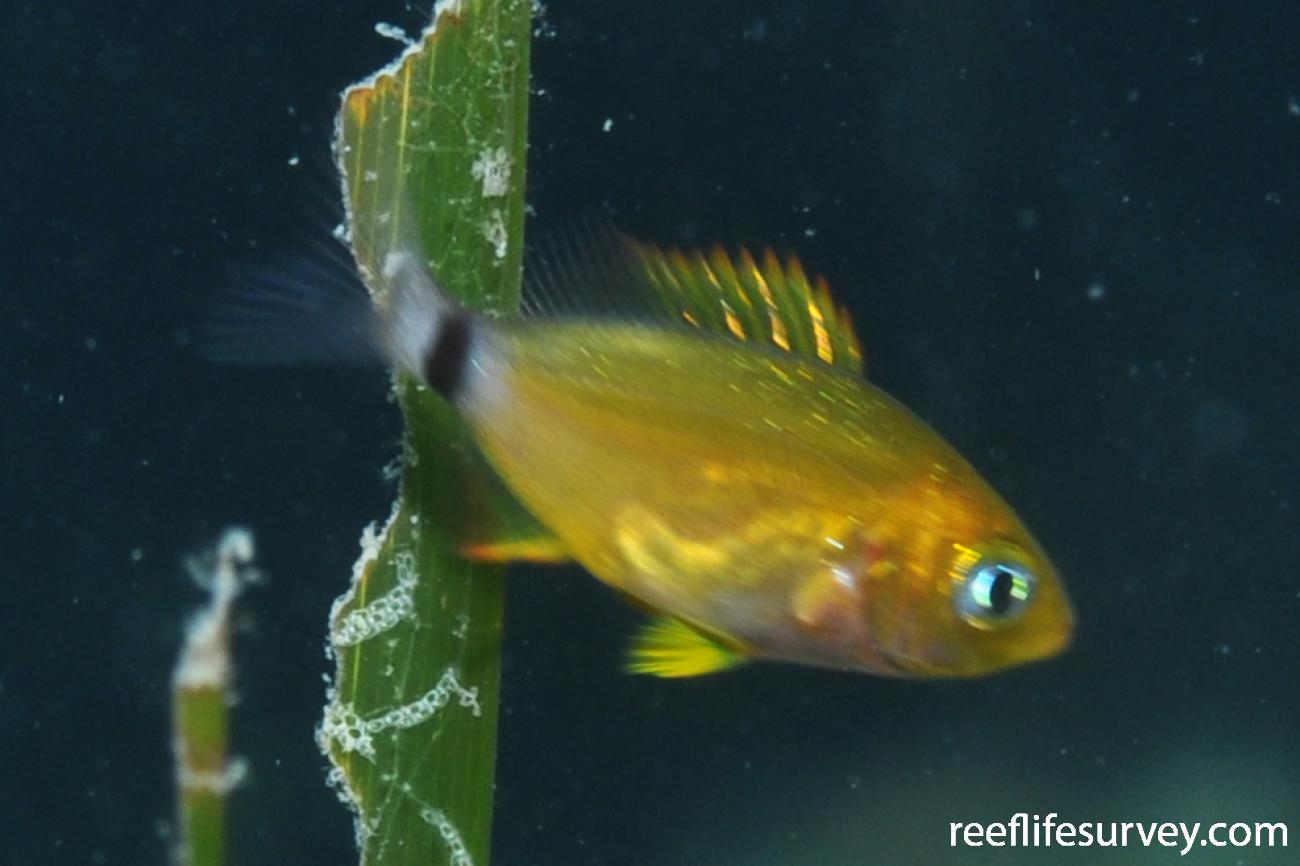 Diplodus annularis - Annular Seabream | ReefLifeSurvey.com