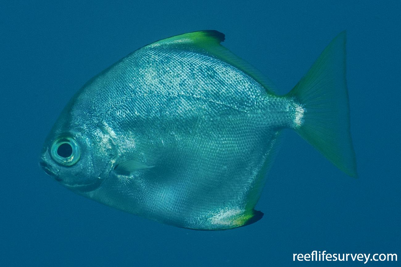 Monodactylus argenteus - Silver Batfish | ReefLifeSurvey.com