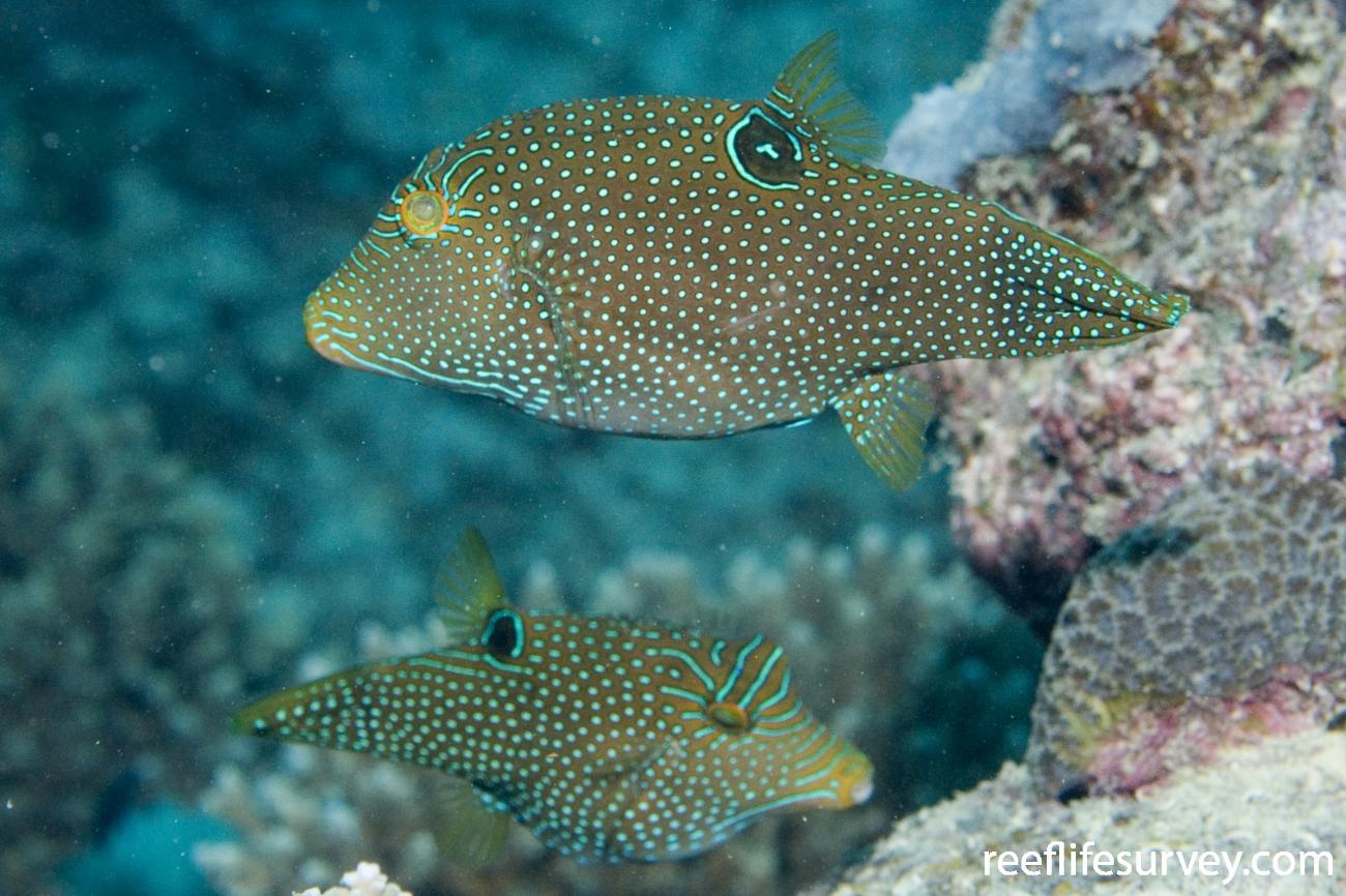 Canthigaster papua - Netted Toby | ReefLifeSurvey.com