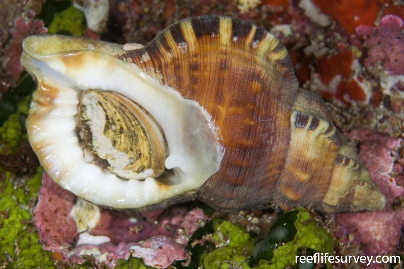 Charonia lampas - Red Triton Shell | ReefLifeSurvey.com