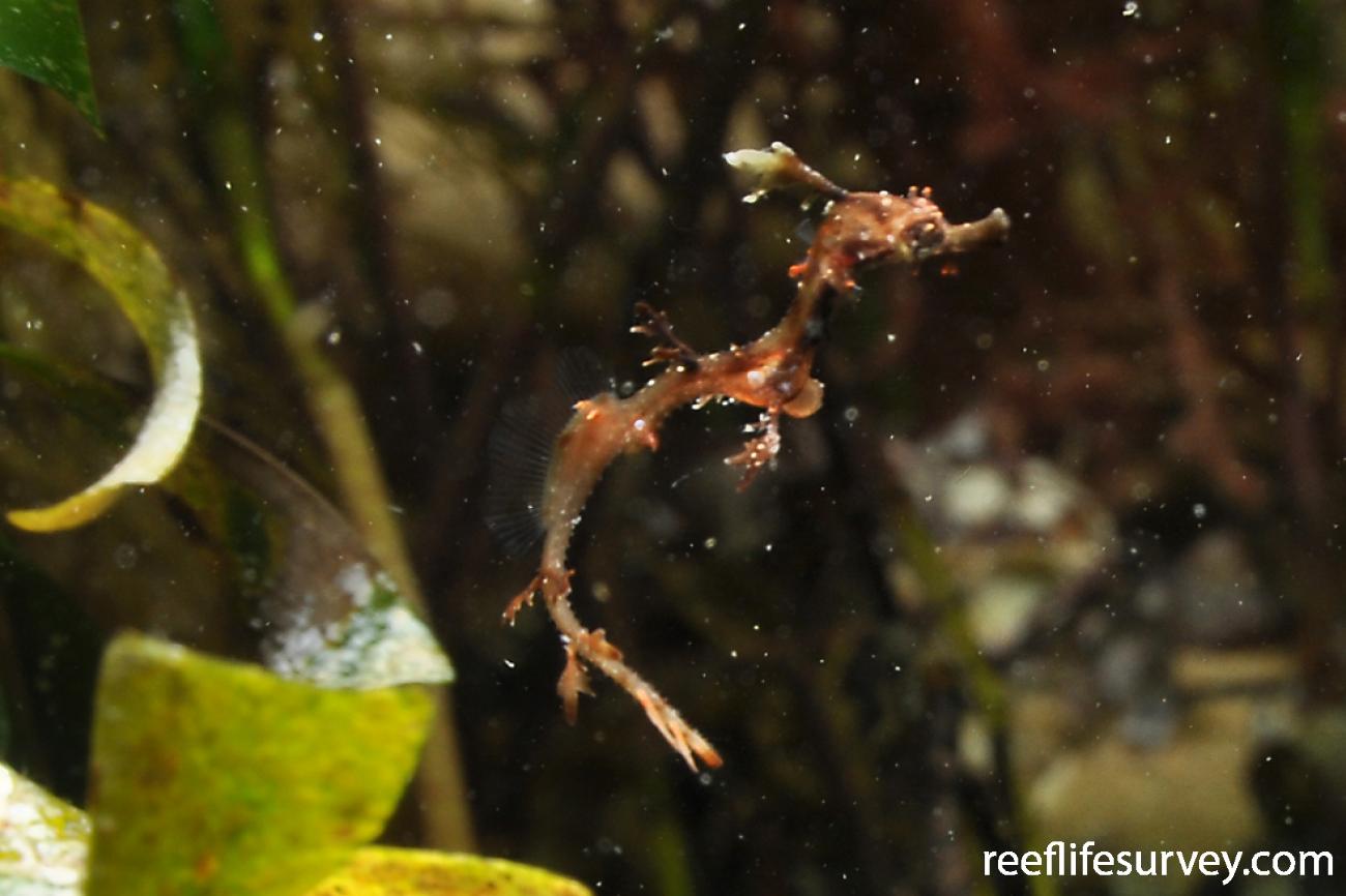 Phyllopteryx taeniolatus - Weedy Seadragon | ReefLifeSurvey.com