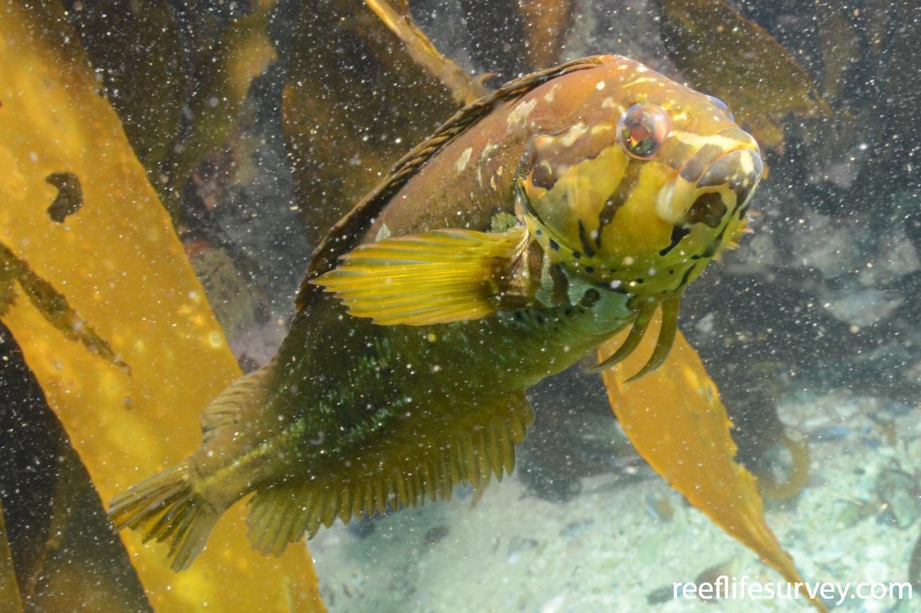Clinus superciliosus - Super Klipfish | ReefLifeSurvey.com